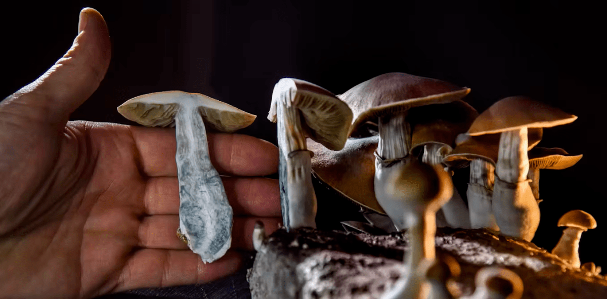 Psilocybin legislation is helping psychedelic drugs make a comeback – a ...